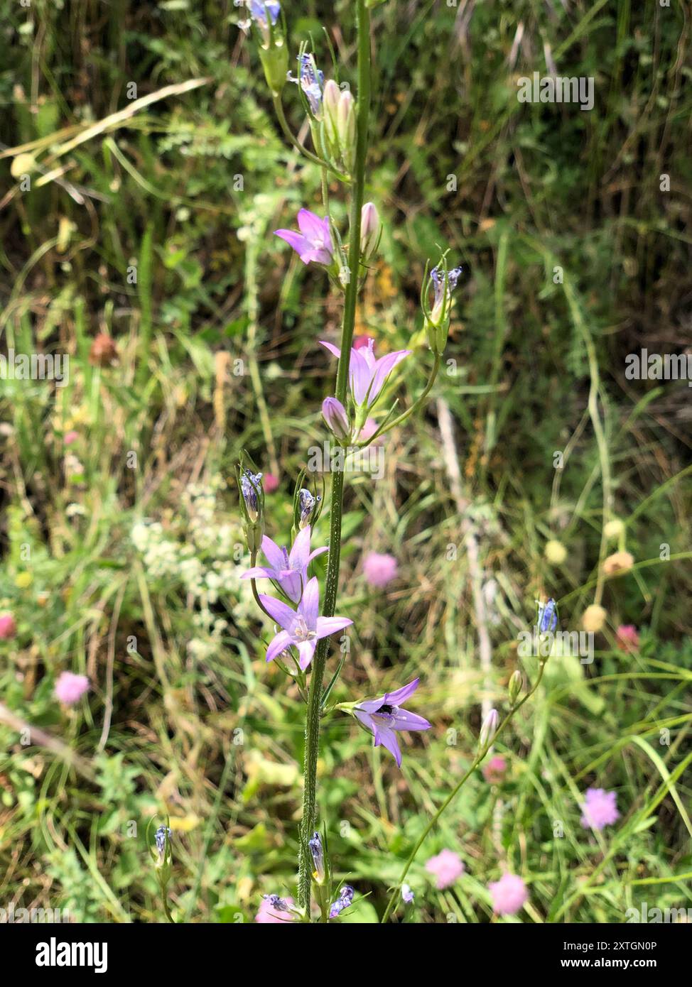 Rampion (Campanula rapunculus) Plantae Stock Photo - Alamy