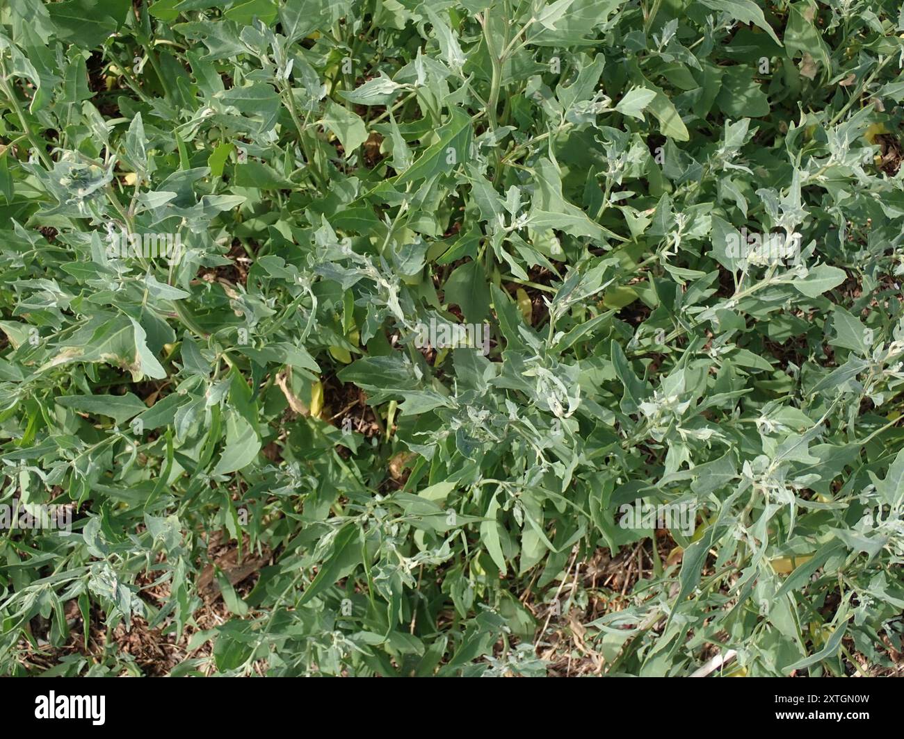 Saltbushes (Atriplex) Plantae Stock Photo - Alamy