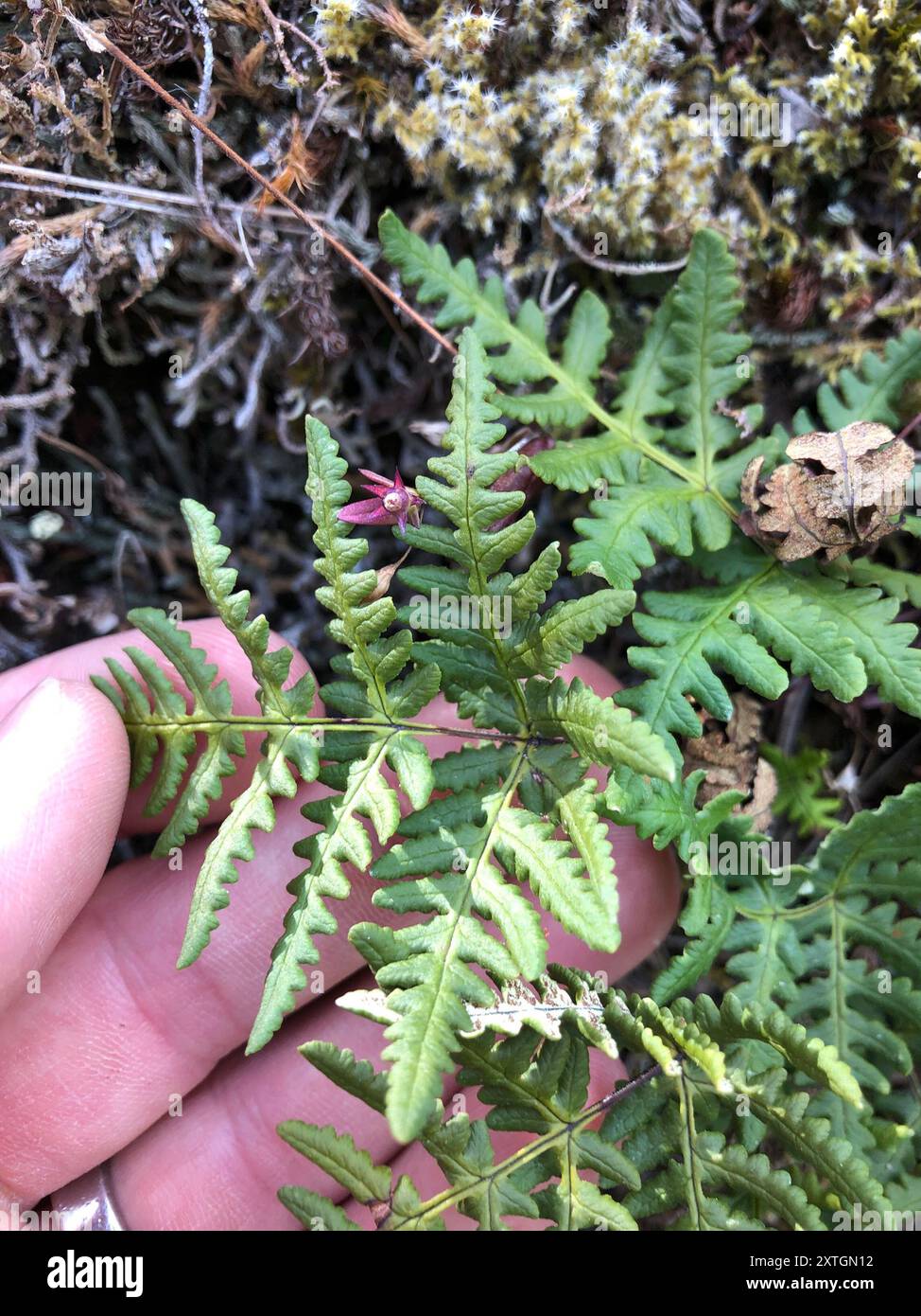 goldback fern (Pentagramma triangularis) Plantae Stock Photo - Alamy