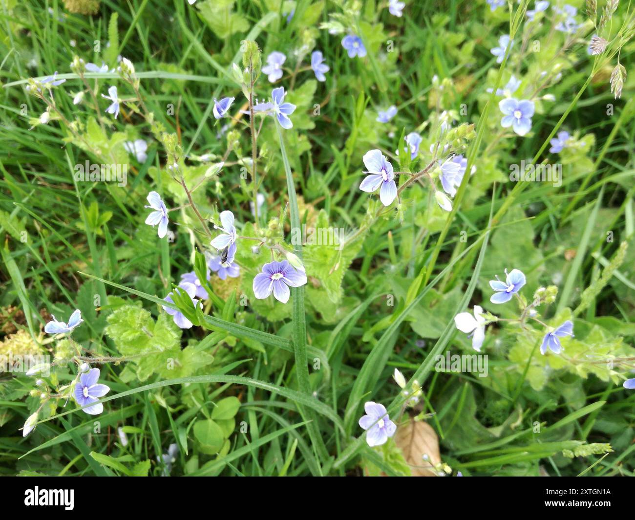Germander Speedwell (Veronica chamaedrys) Plantae Stock Photo - Alamy
