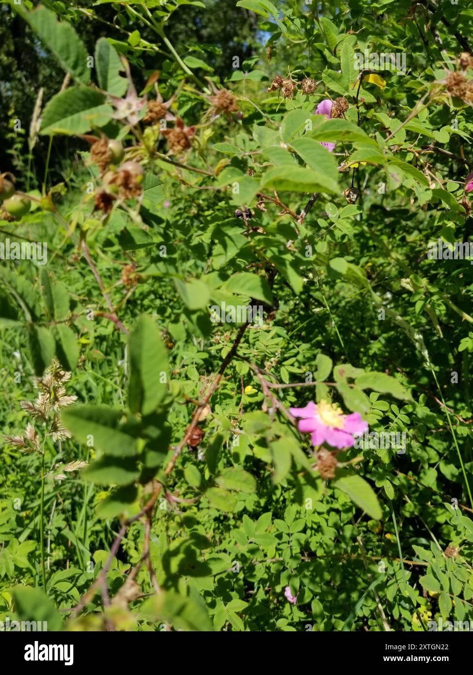 Nootka rose (Rosa nutkana) Plantae Stock Photo - Alamy