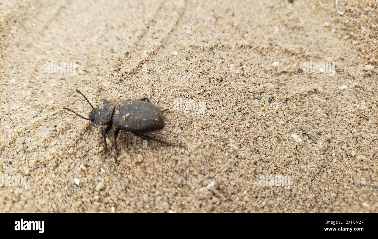 Desert Stink Beetles (Eleodes) Insecta Stock Photo - Alamy