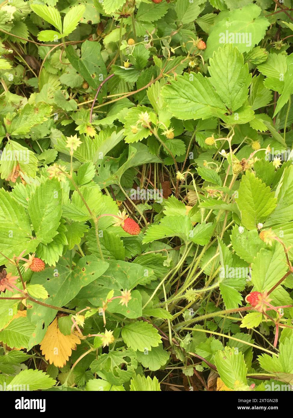 Virginia strawberry (Fragaria virginiana) Plantae Stock Photo - Alamy