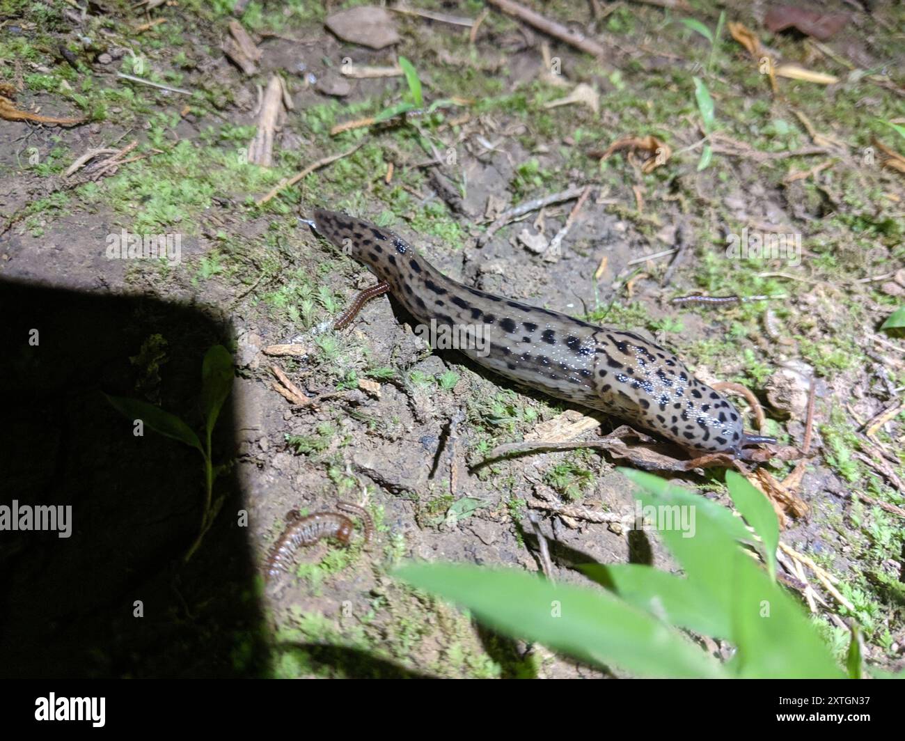 Leopard Slug (Limax maximus) Mollusca Stock Photo - Alamy