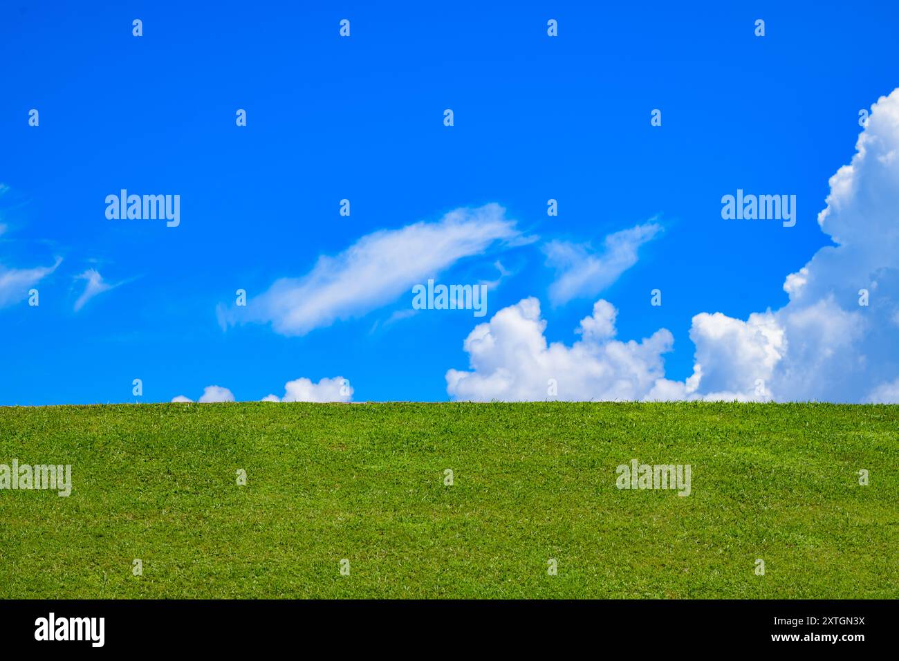 Grassy meadow, field, lawn, grassland. Green meadow background ...