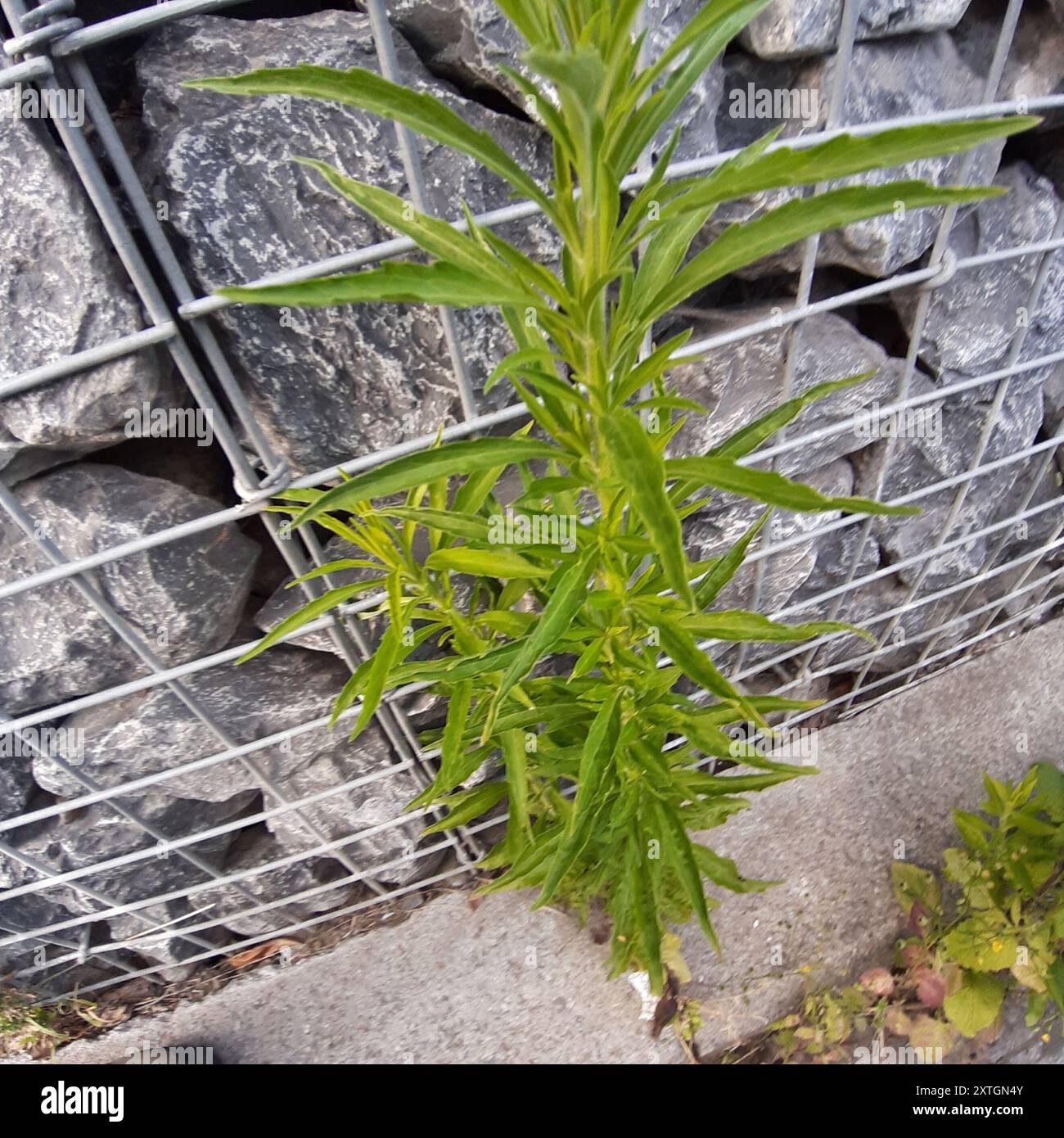 tropical horseweed (Erigeron sumatrensis) Plantae Stock Photo - Alamy