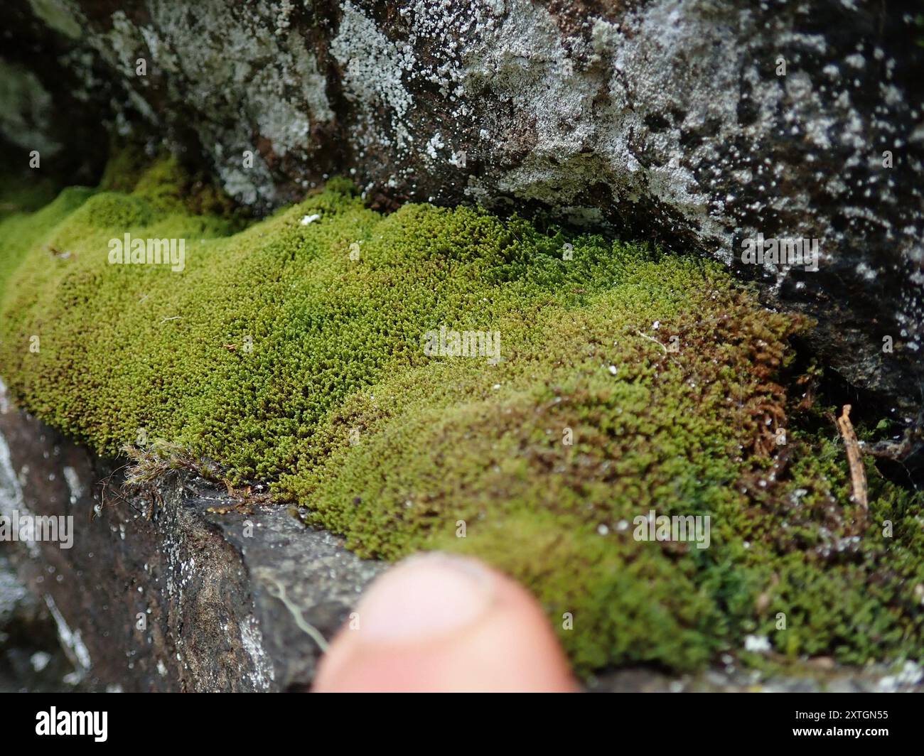Twisted Grimmia (Grimmia torquata) Plantae Stock Photo - Alamy