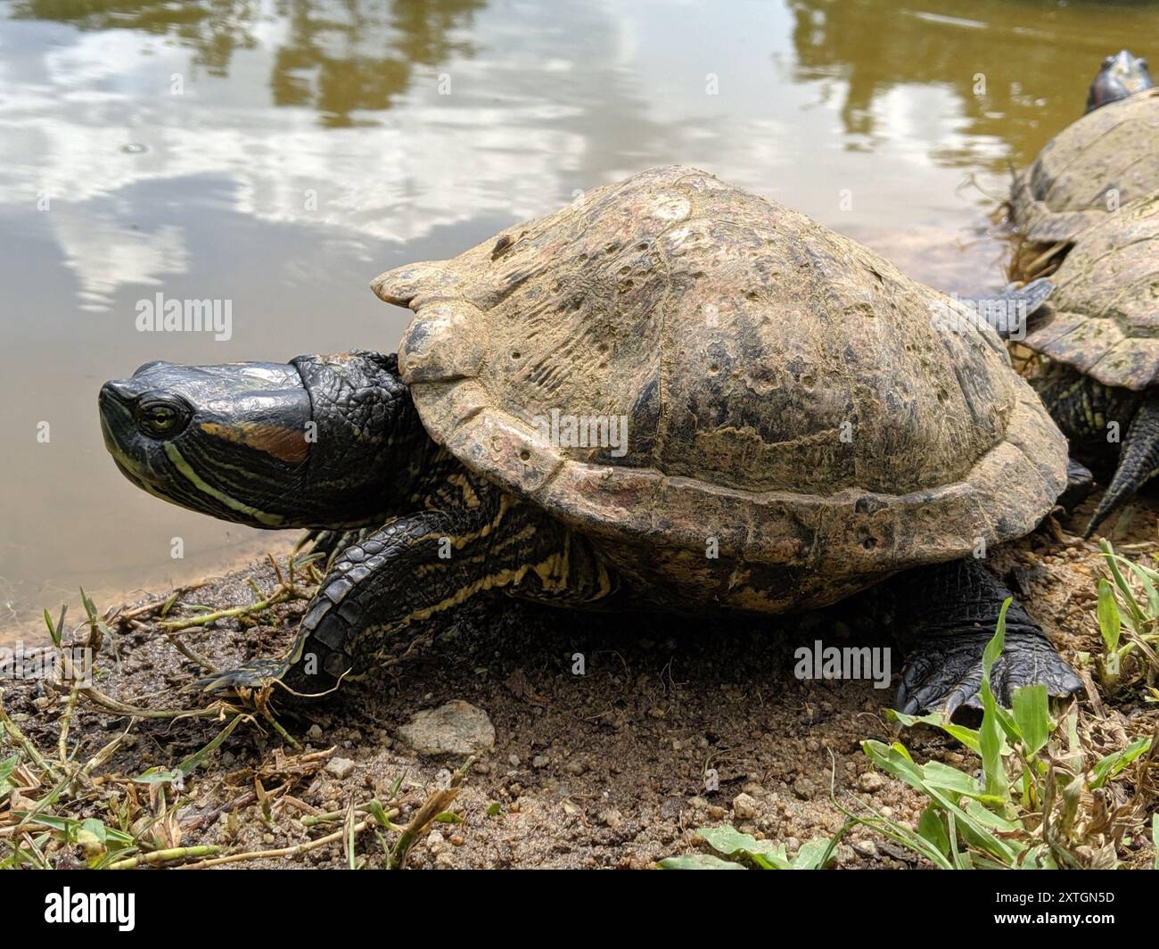 Pond Slider (Trachemys scripta) Reptilia Stock Photo - Alamy