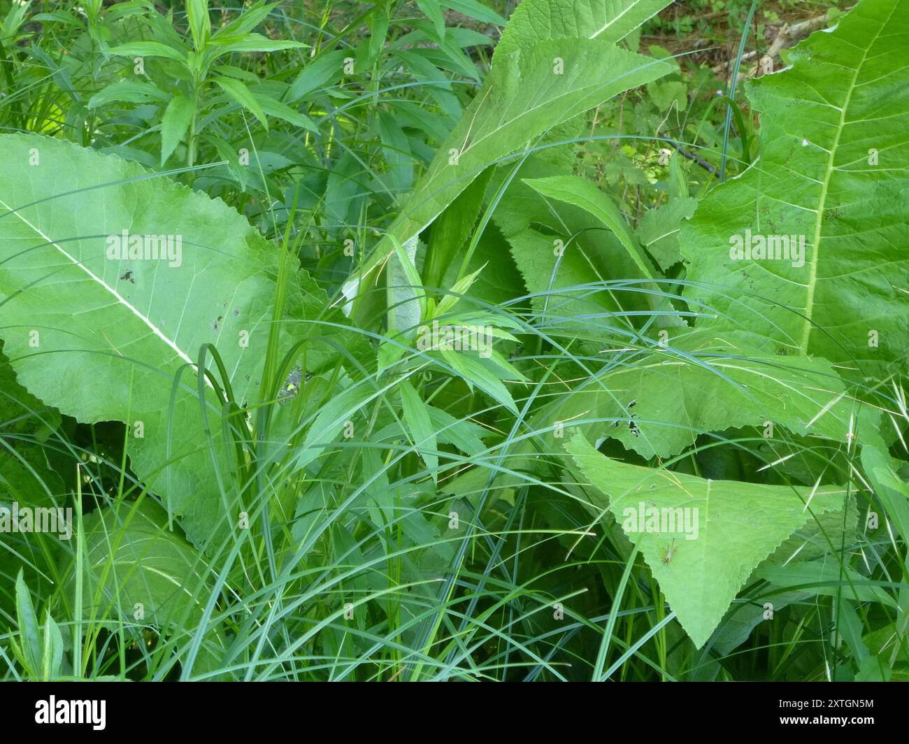 plants (Plantae) Plantae Stock Photo - Alamy