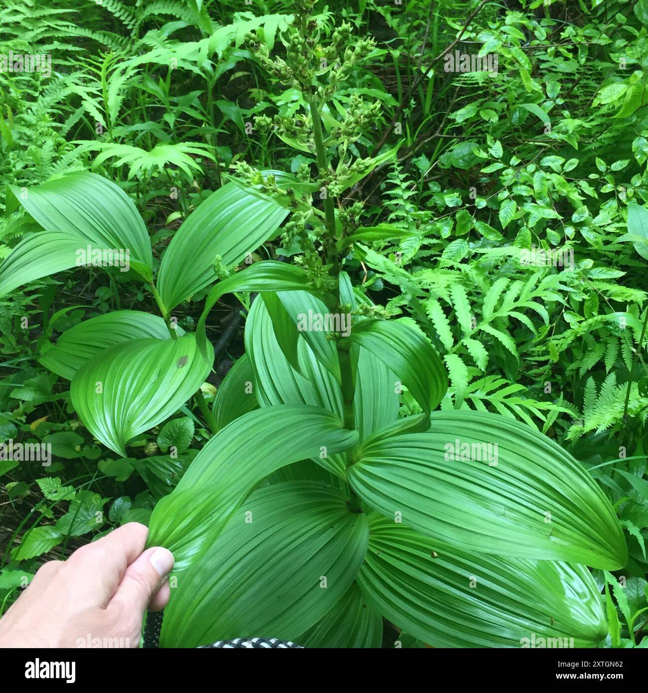 green false hellebore (Veratrum viride) Plantae Stock Photo - Alamy