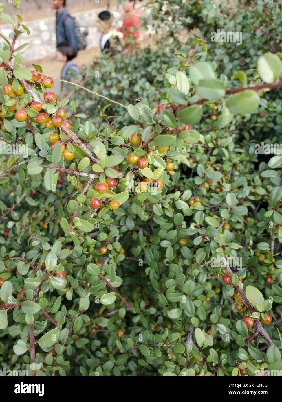 Redberry Buckthorn (Rhamnus crocea) Plantae Stock Photo - Alamy