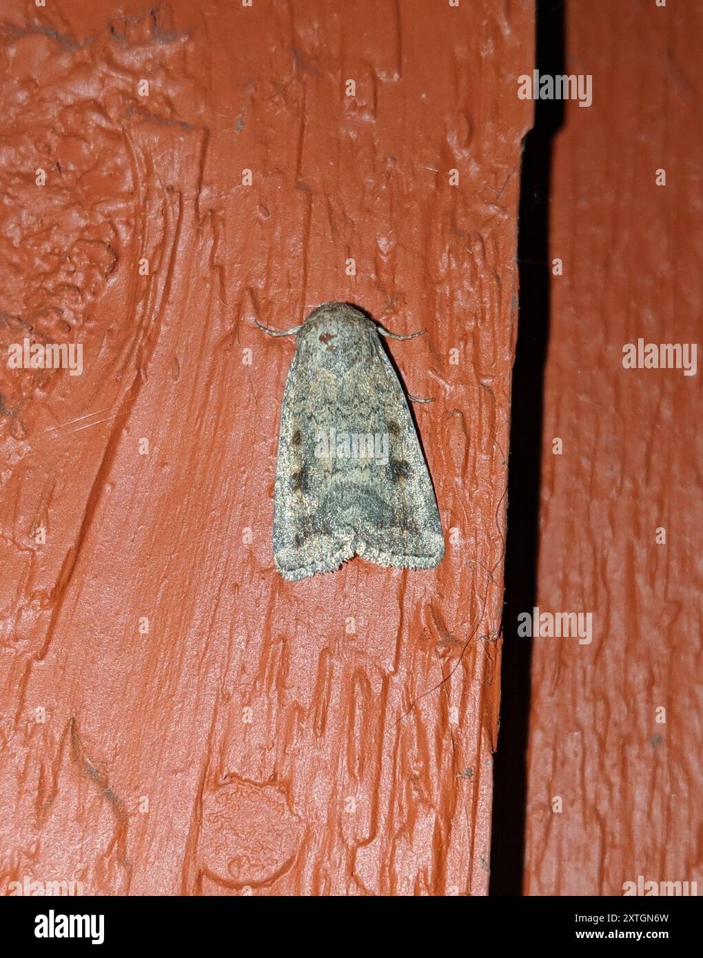 Mottled Rustic (Caradrina morpheus) Insecta Stock Photo - Alamy