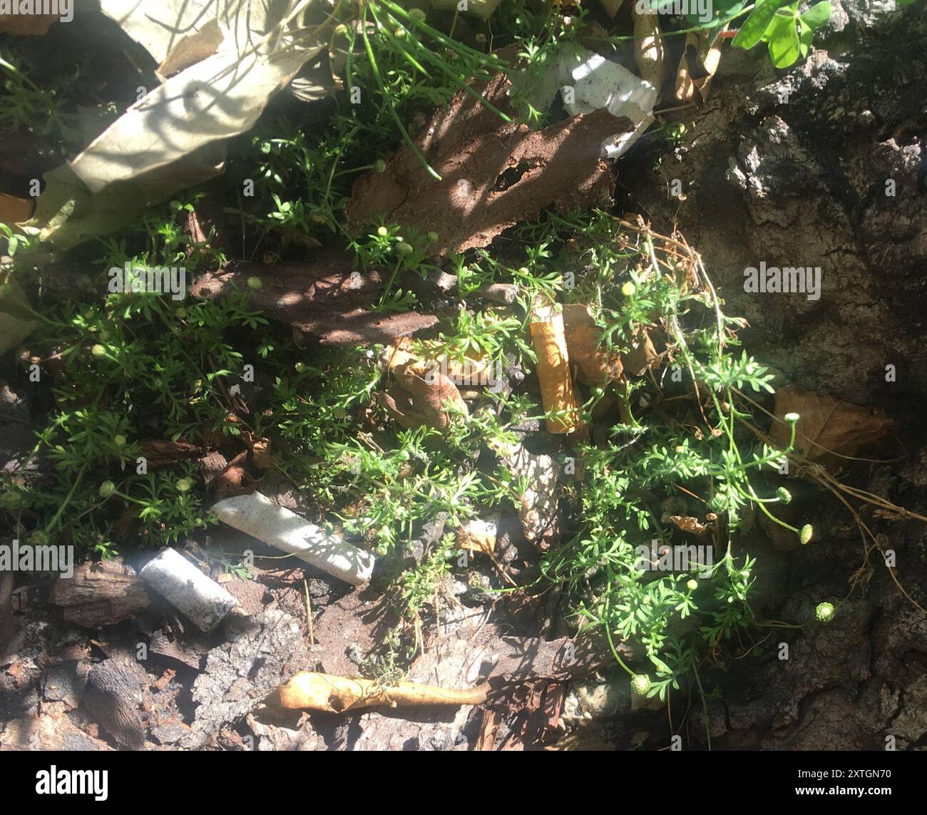 Common Cotula (Cotula australis) Plantae Stock Photo - Alamy