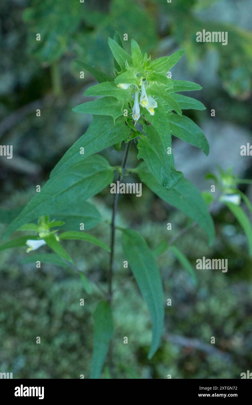 narrowleaf cow wheat (Melampyrum lineare) Plantae Stock Photo - Alamy