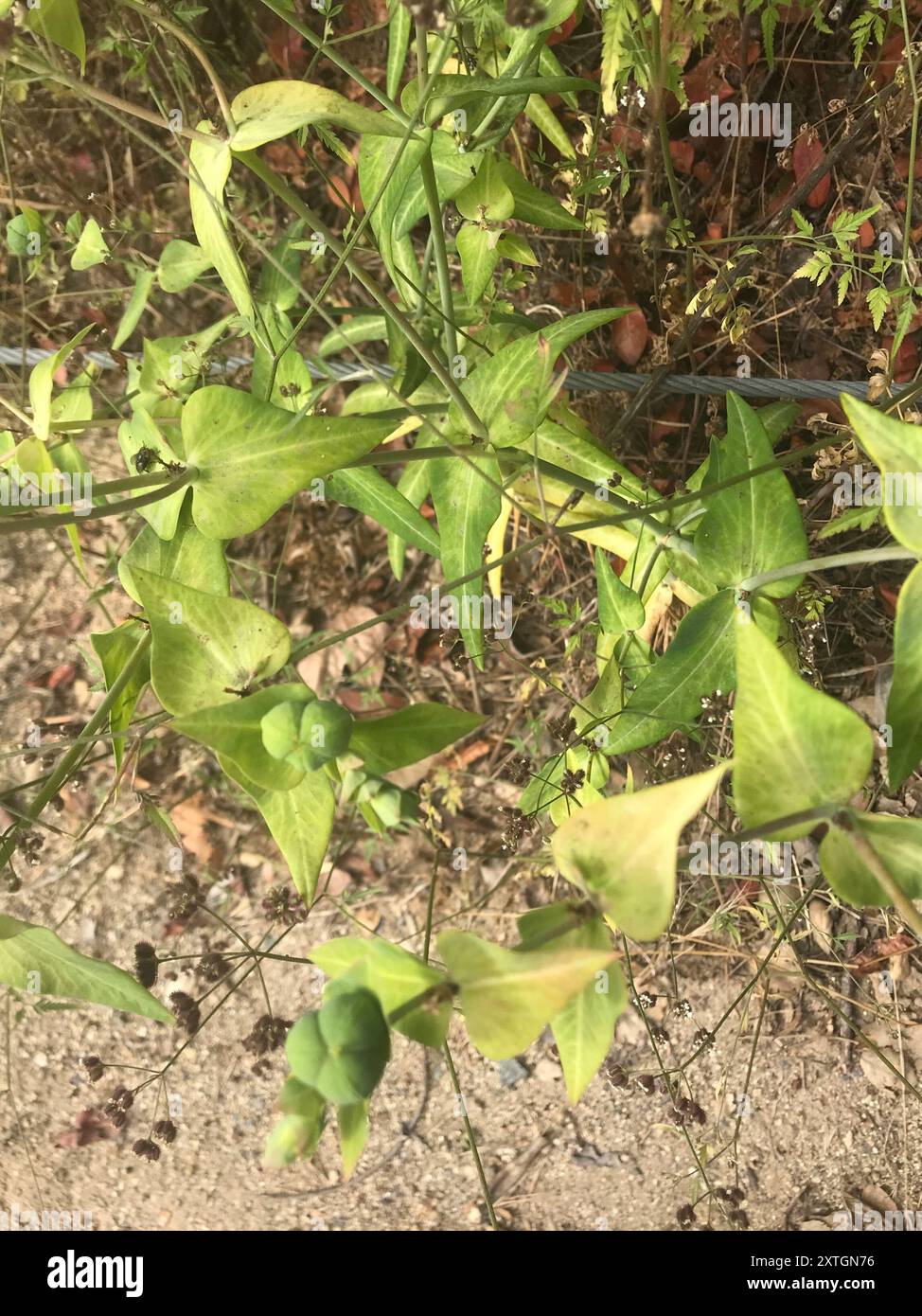 caper spurge (Euphorbia lathyris) Plantae Stock Photo - Alamy