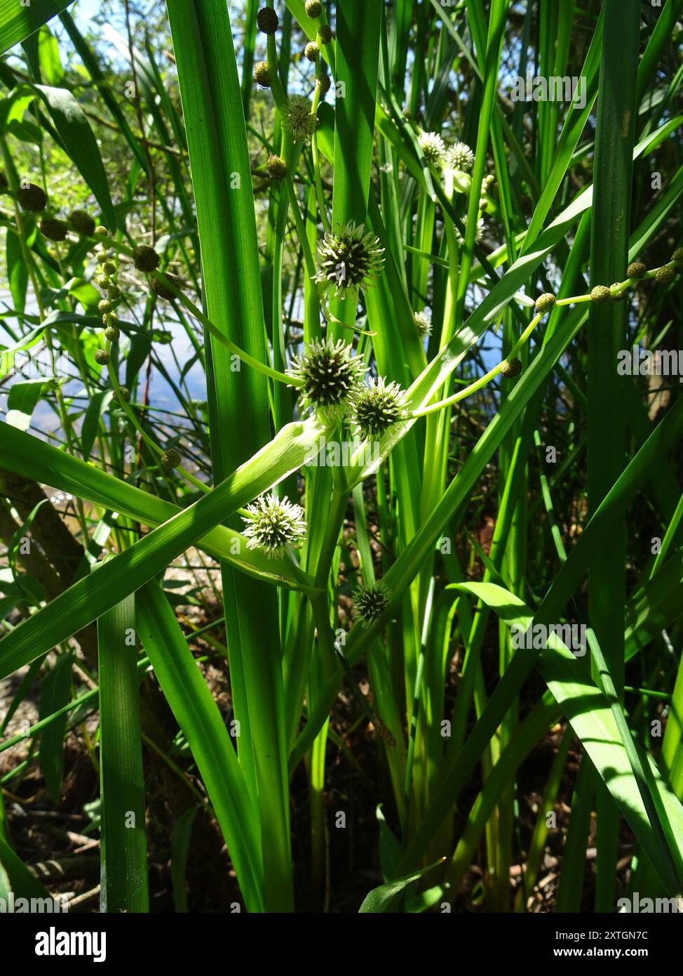 Branched Bur-reed (Sparganium erectum) Plantae Stock Photo - Alamy