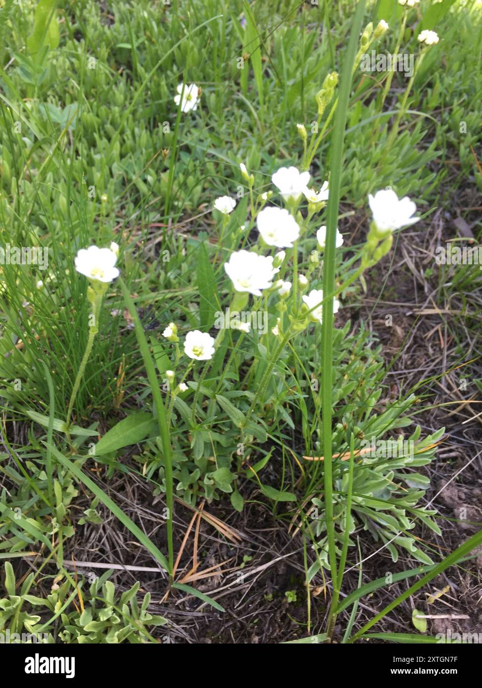 field chickweed (Cerastium arvense) Plantae Stock Photo - Alamy