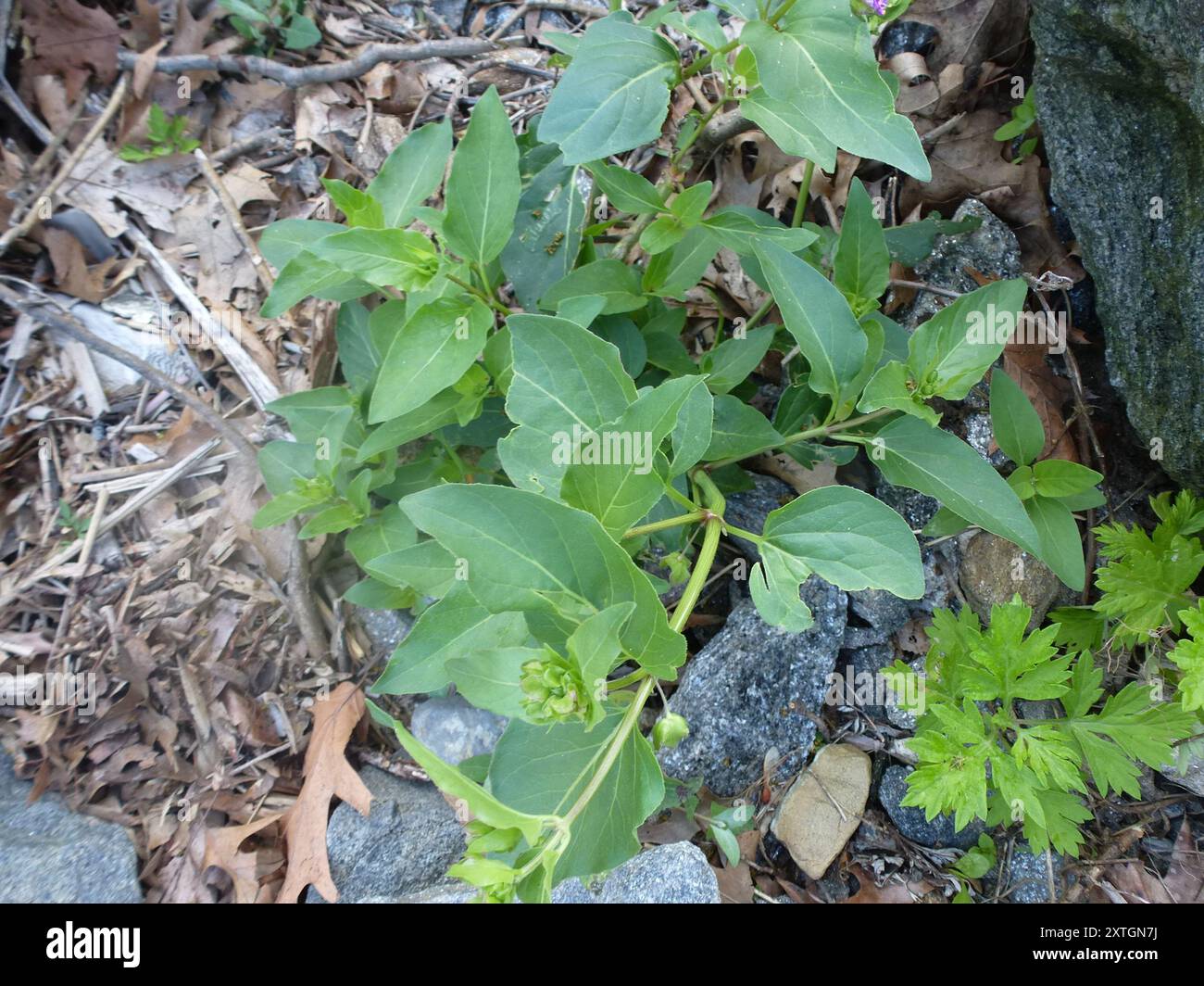 Wild Four o'Clock (Mirabilis nyctaginea) Plantae Stock Photo - Alamy