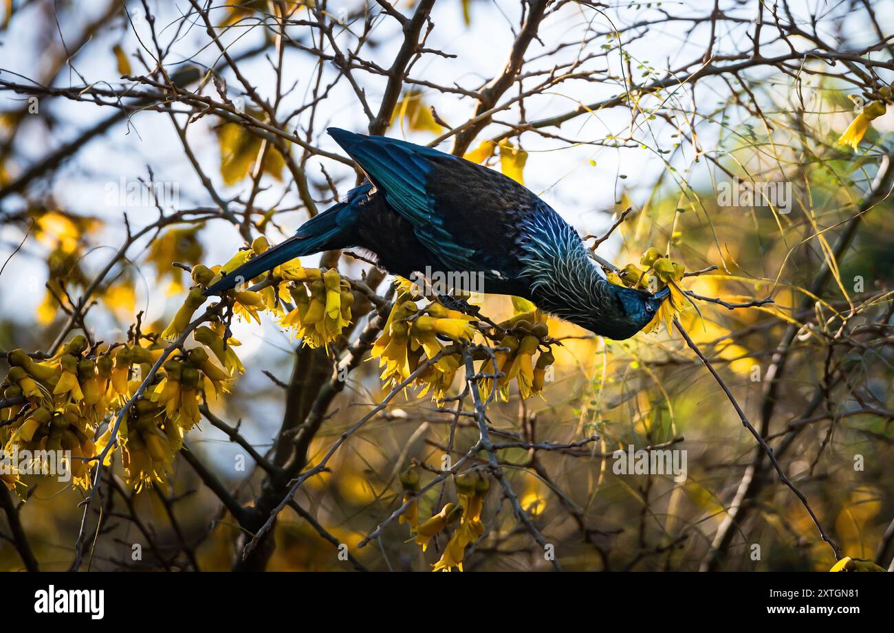 New Zealand native tut bird feeding in a native Kowhai tree Stock Photo ...