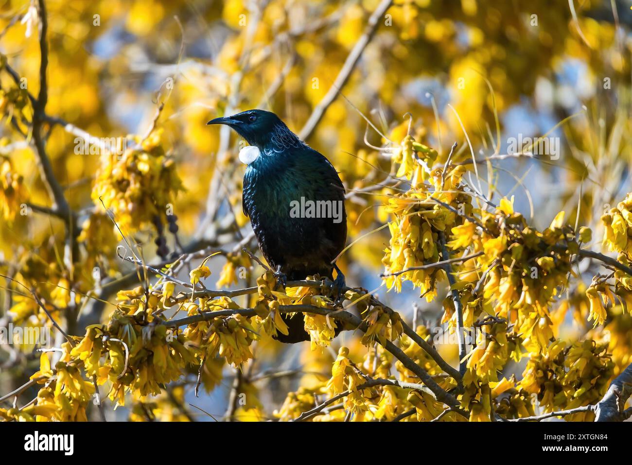 New Zealand native tut bird feeding in a native Kowhai tree Stock Photo ...