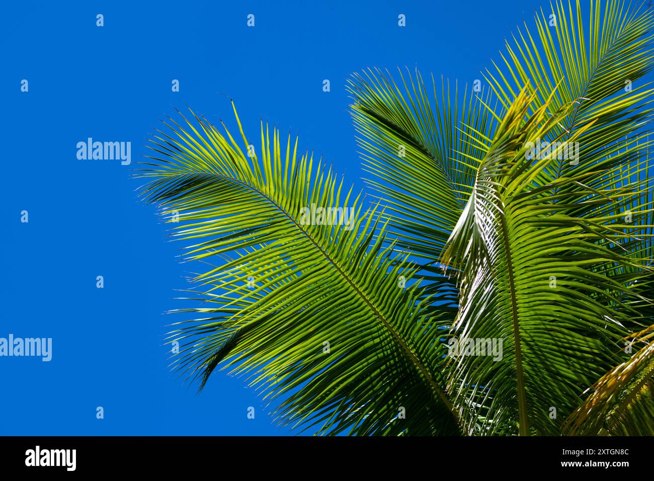 Palm leaf background. Palm leaf texture. Palm foliage over blue sky ...