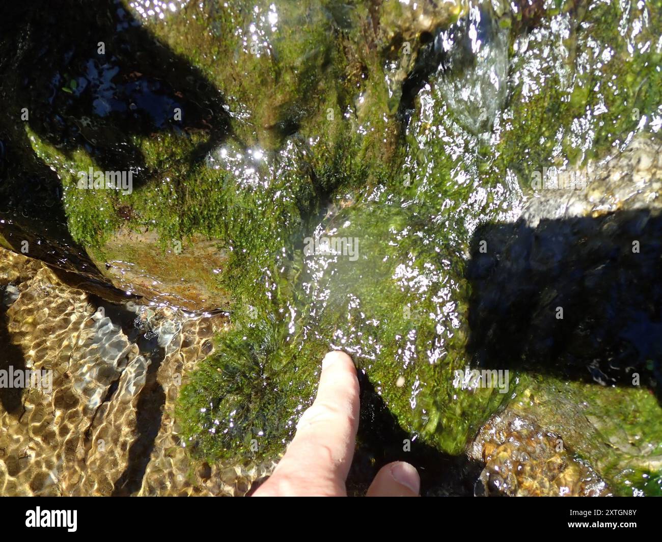 joint-toothed mosses (Bryopsida) Plantae Stock Photo - Alamy