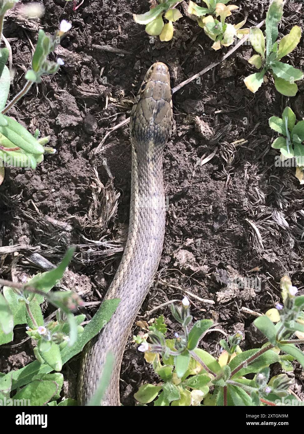Western Terrestrial Garter Snake (Thamnophis elegans) Reptilia Stock ...