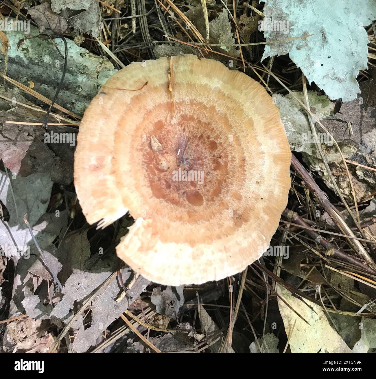 Oakbug Milkcap (Lactarius quietus) Fungi Stock Photo - Alamy