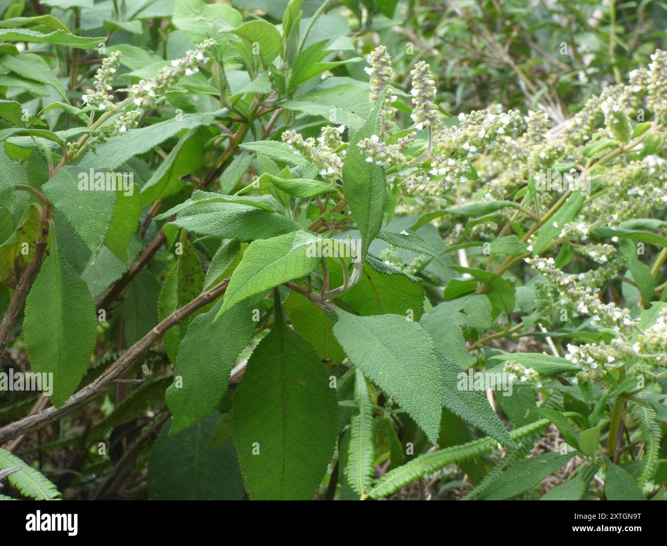 plants (Plantae) Plantae Stock Photo - Alamy