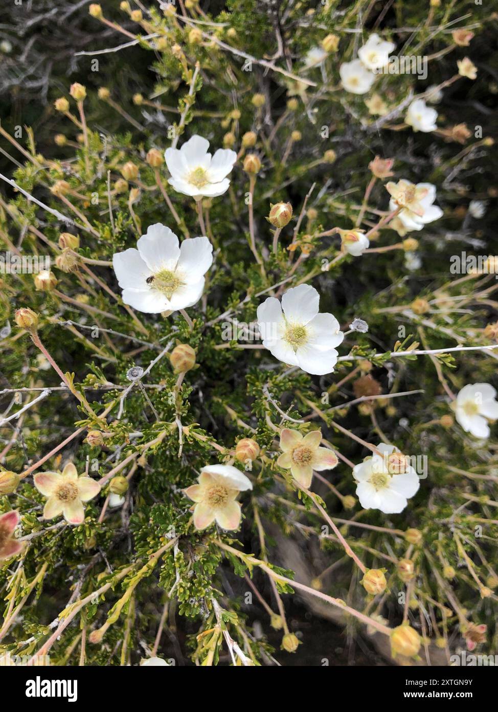 Apache plume (Fallugia paradoxa) Plantae Stock Photo - Alamy