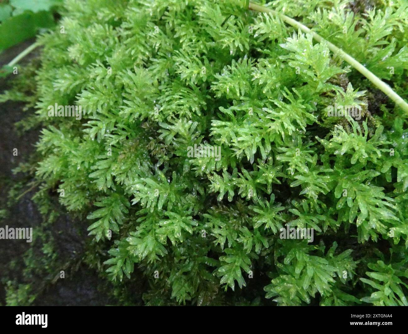 Palm-tree Moss (Plagiomnium undulatum) Plantae Stock Photo - Alamy