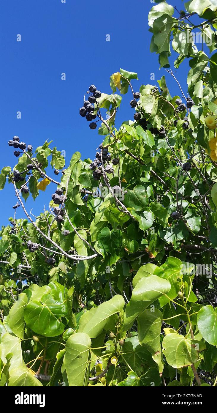 Portia tree (Thespesia populnea) Plantae Stock Photo - Alamy