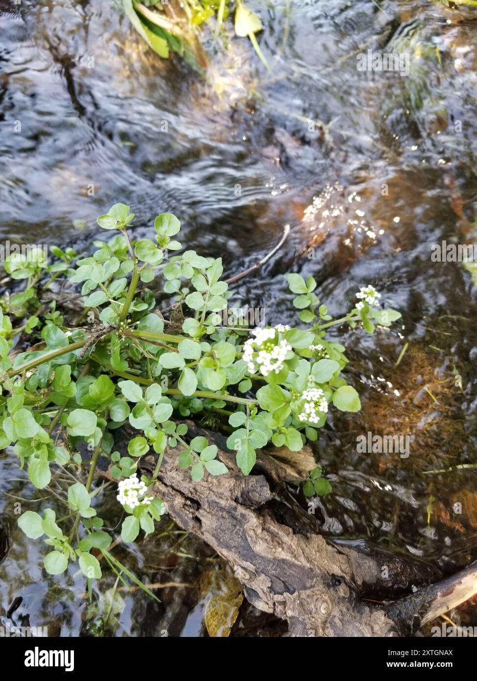 watercress (Nasturtium officinale) Plantae Stock Photo - Alamy