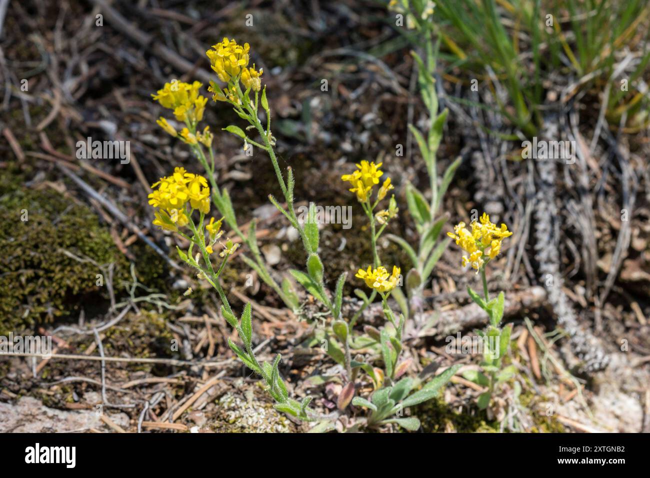 Drabas (Draba) Plantae Stock Photo - Alamy