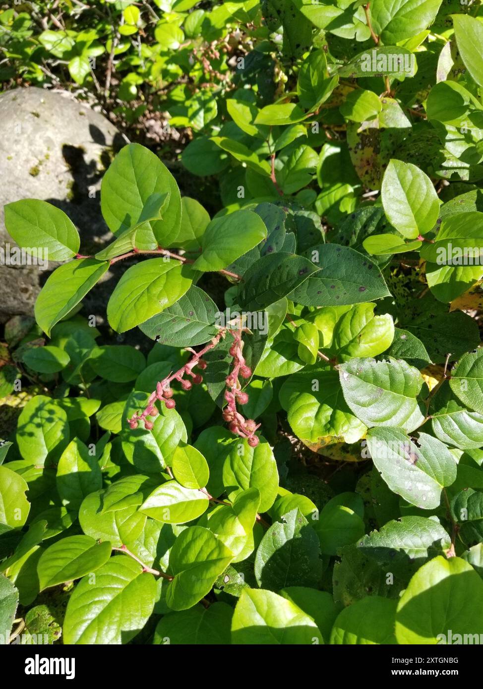 salal (Gaultheria shallon) Plantae Stock Photo - Alamy