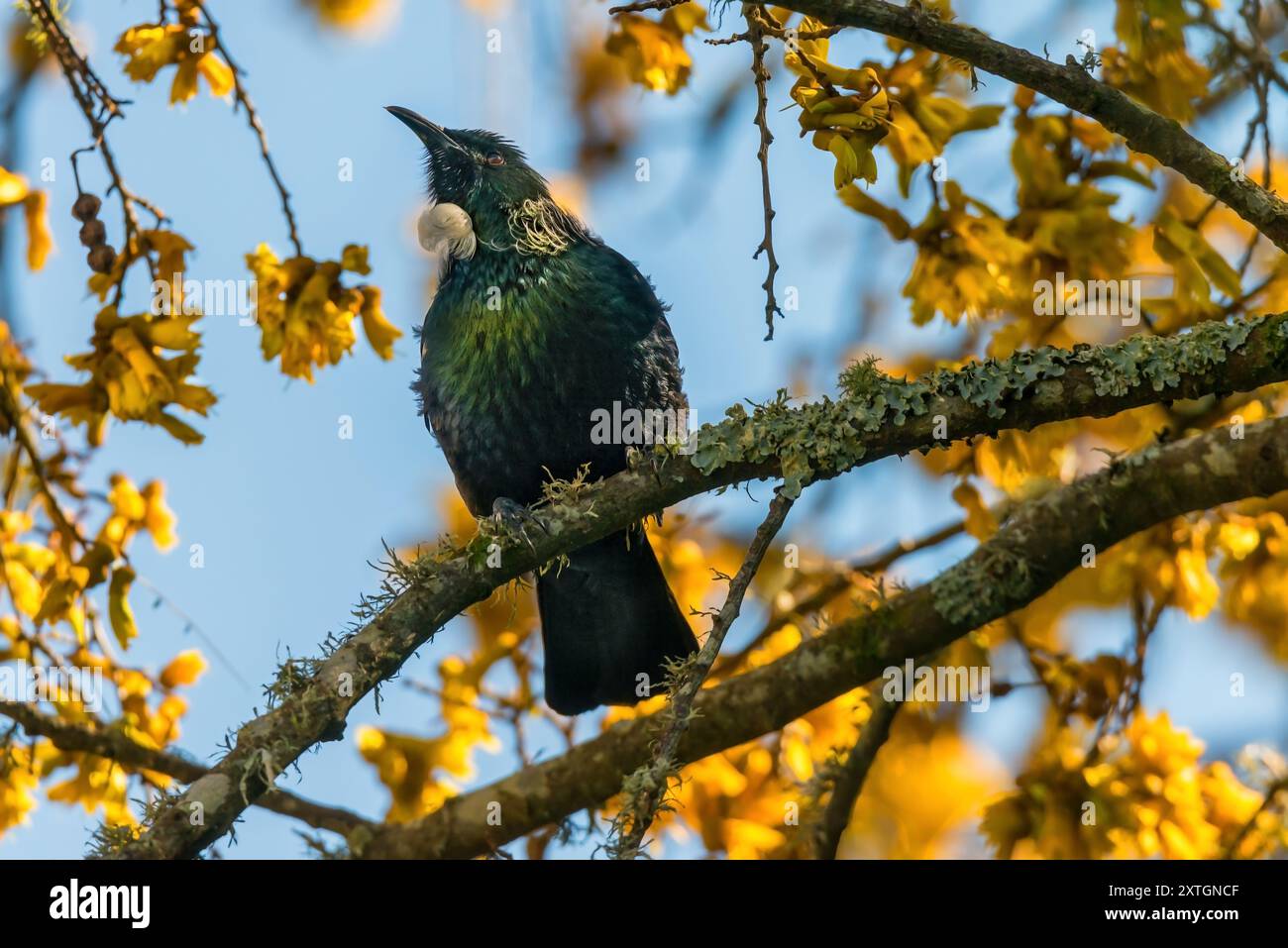 New Zealand native tut bird feeding in a native Kowhai tree Stock Photo ...