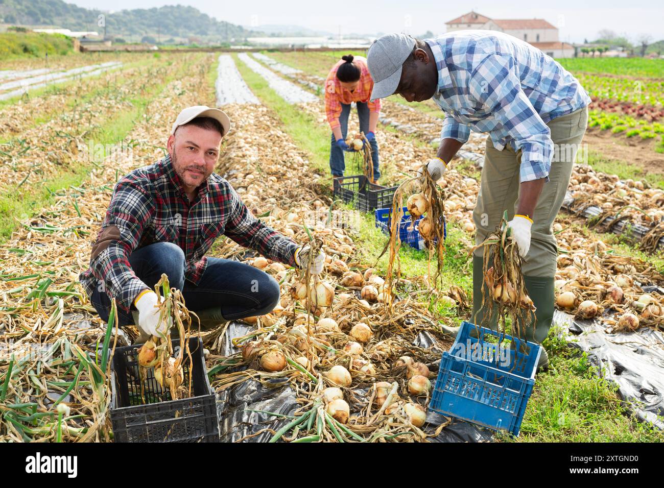 Farm workers gathering dried yellow onion bulbs in field Stock Photo ...