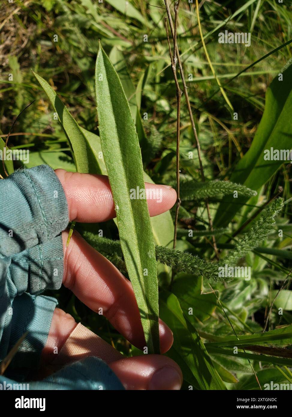 goldenweeds (Pyrrocoma) Plantae Stock Photo - Alamy