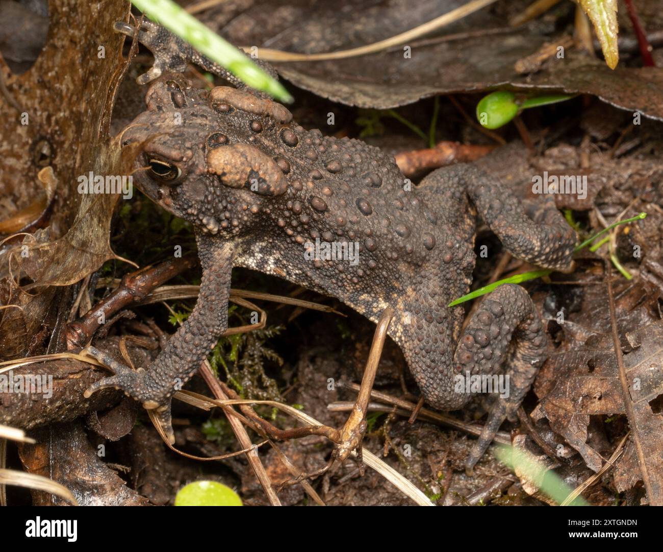 Eastern American Toad (Anaxyrus americanus americanus) Amphibia Stock ...