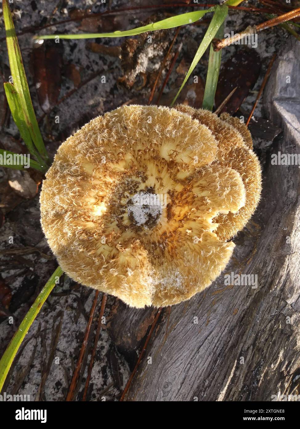 fringed sawgill (Lentinus crinitus) Fungi Stock Photo - Alamy
