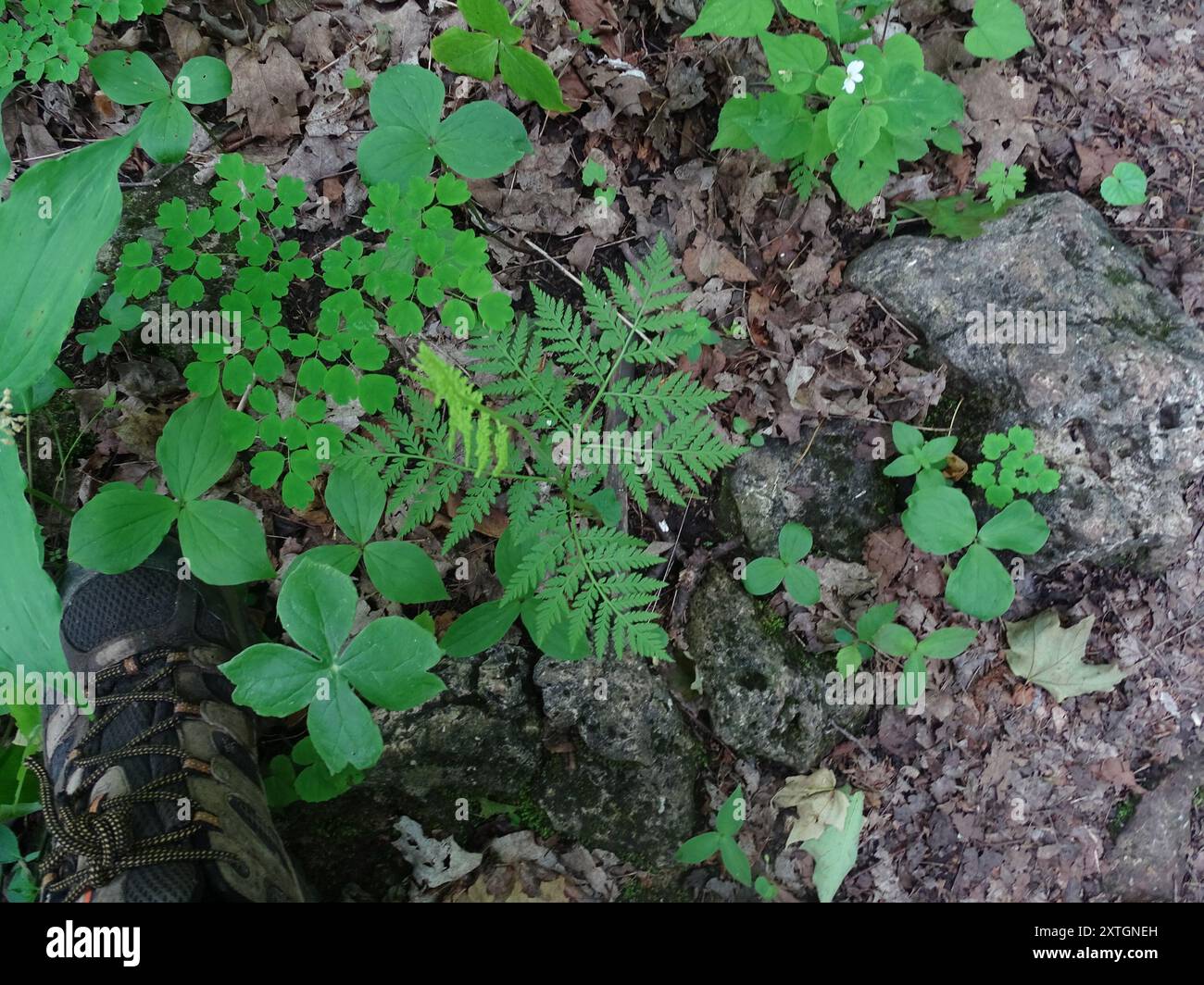 rattlesnake fern (Botrypus virginianus) Plantae Stock Photo - Alamy
