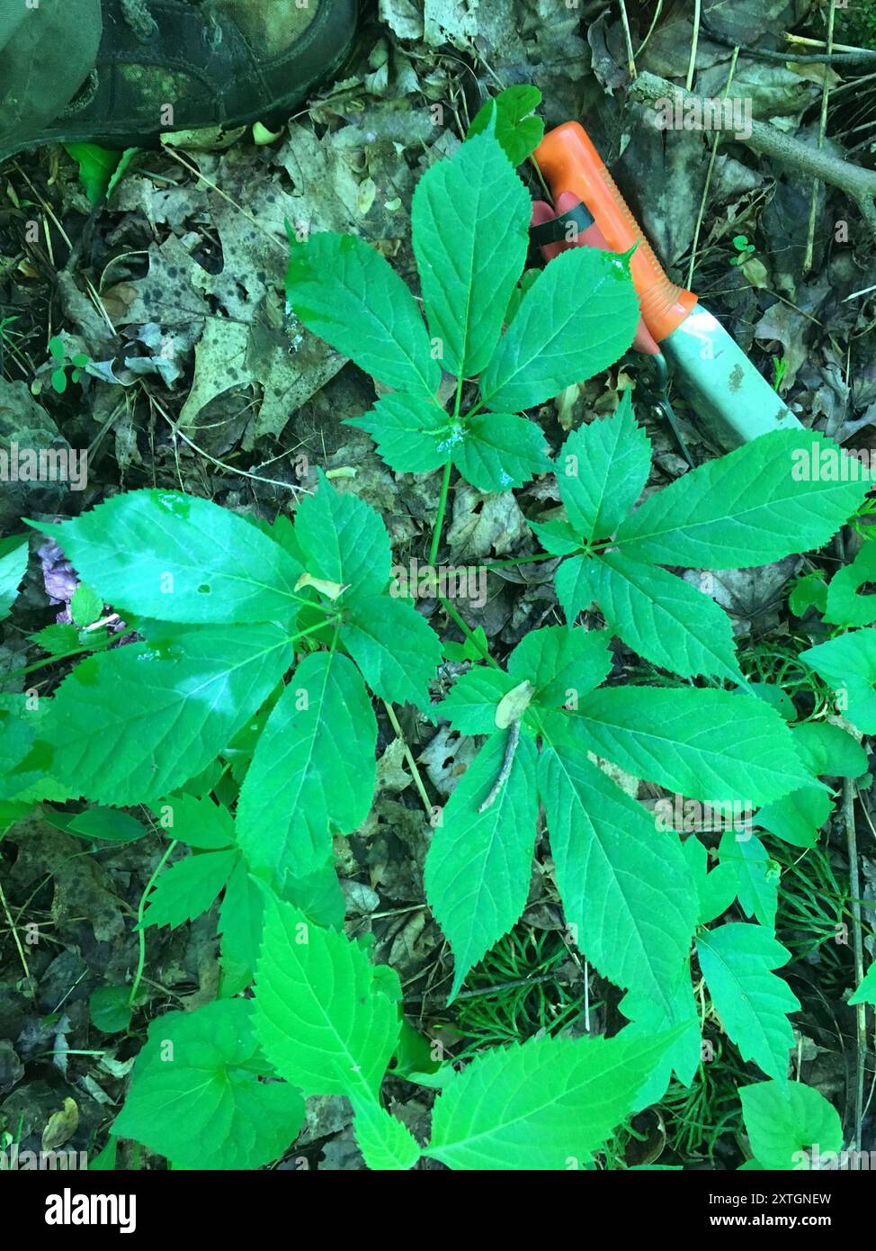 American ginseng (Panax quinquefolius) Plantae Stock Photo - Alamy