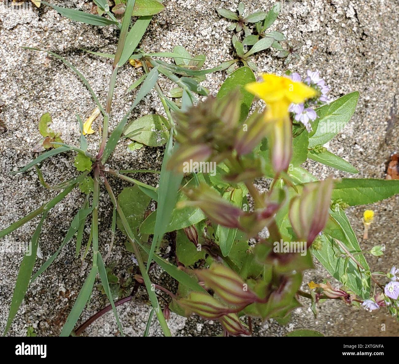shy monkeyflower (Erythranthe nasuta) Plantae Stock Photo - Alamy