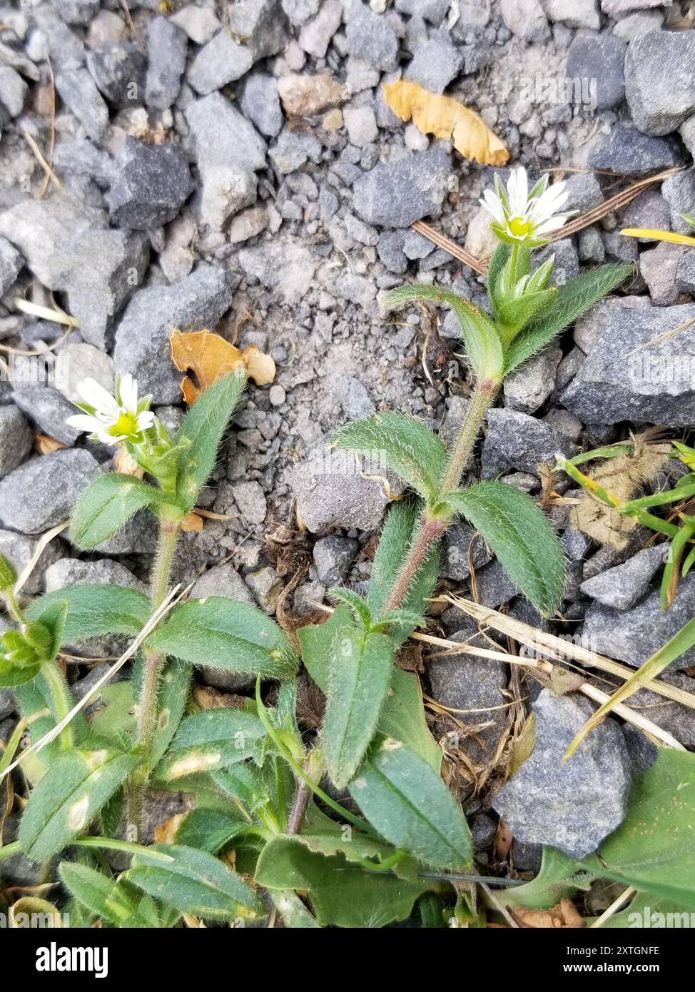 Common mouse-ear chickweed (Cerastium fontanum) Plantae Stock Photo - Alamy