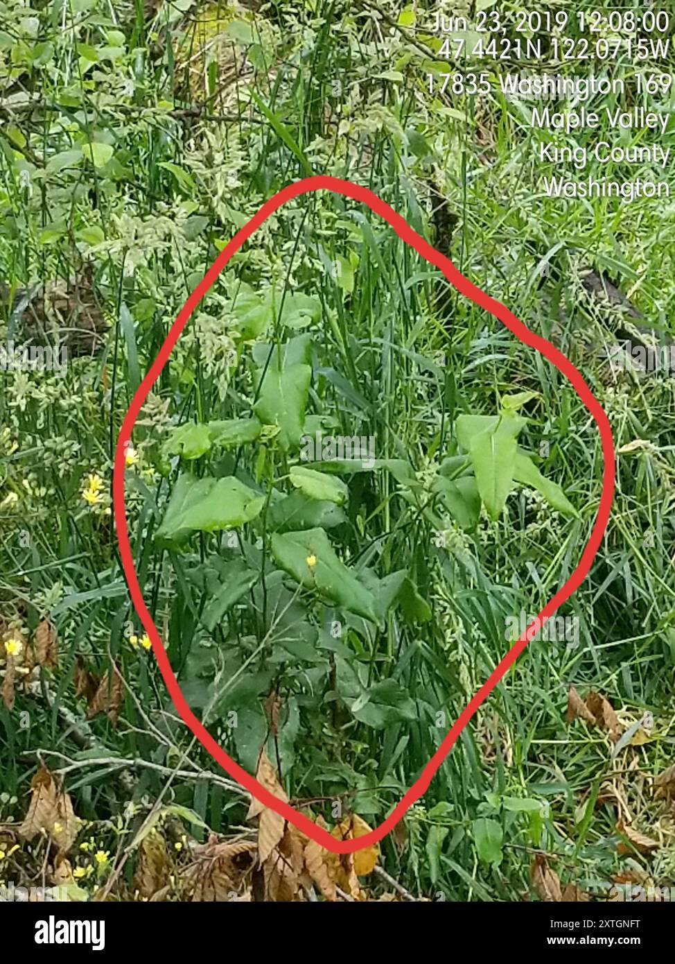 knotweed family (Polygonaceae) Plantae Stock Photo - Alamy