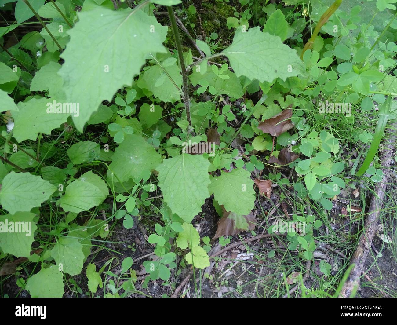 nipplewort (Lapsana communis) Plantae Stock Photo - Alamy