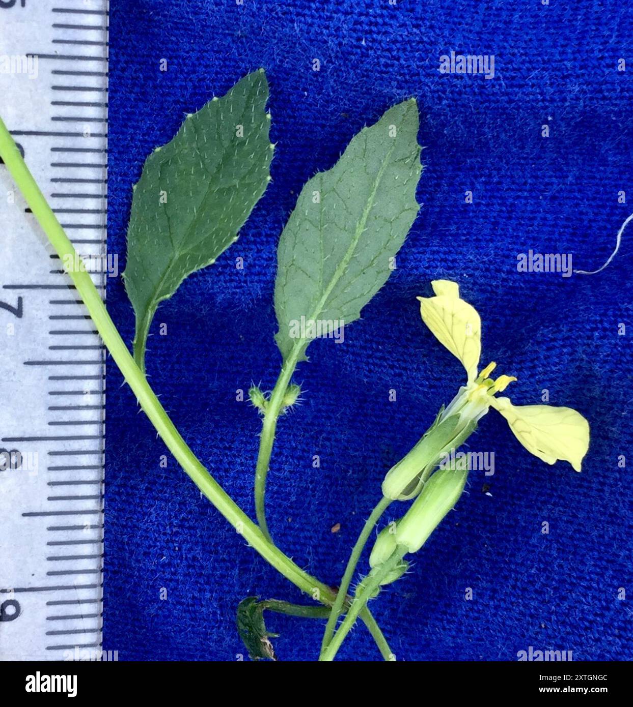 Jointed Charlock (Raphanus raphanistrum) Plantae Stock Photo - Alamy