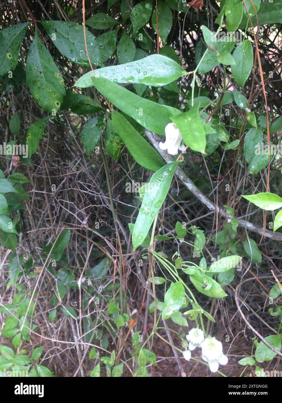 Netleaf Leather Flower (Clematis reticulata) Plantae Stock Photo - Alamy