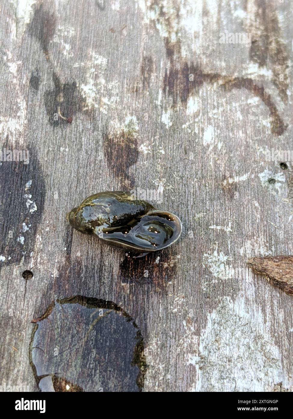 Acute Bladder Snail (Physella acuta) Mollusca Stock Photo - Alamy