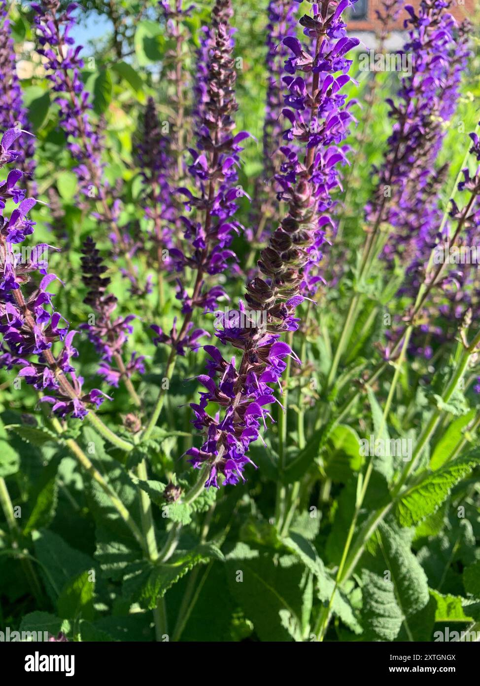 Purple Wood Sage (Salvia nemorosa) Plantae Stock Photo - Alamy